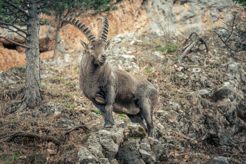 A male ibex in the Alps5 stock photo. Image of eyes - 262280130