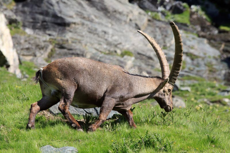 Male ibex (ibex goat) stock photo. Image of clovenhoofed - 26960686