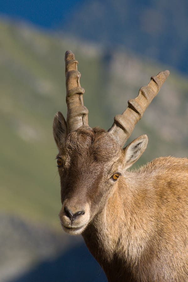 Male Ibex portrait stock image. Image of mountains, ibex - 3053465