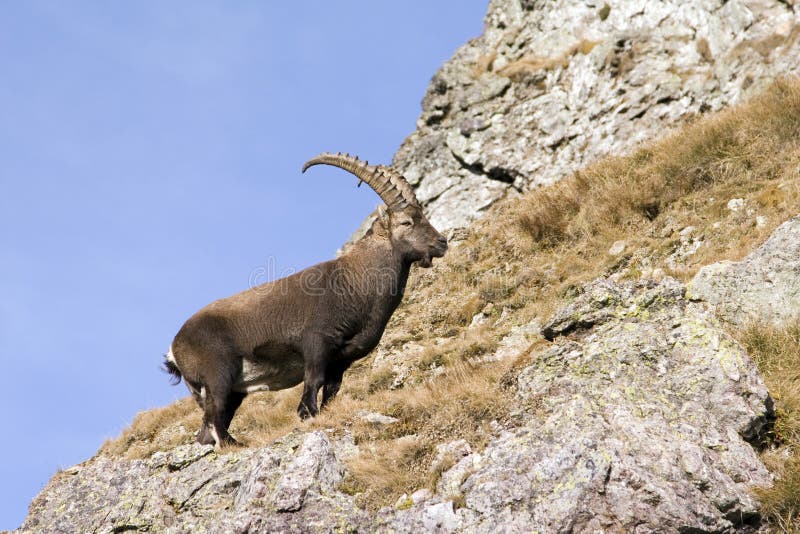 A male ibex in profile stock image. Image of pizzo, introbio - 1556963