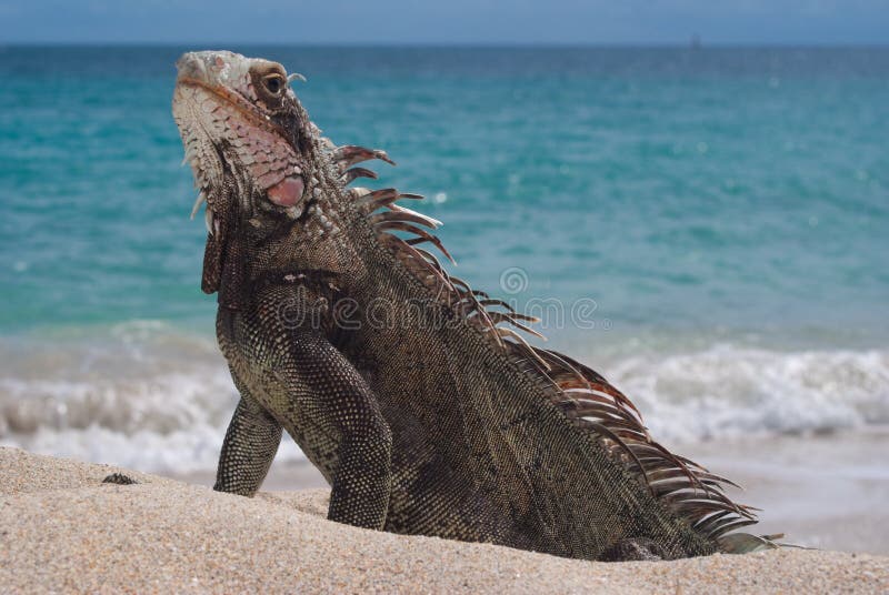 Iguana (Iguana iguana) stock image. Image of lizard, wild - 11194467