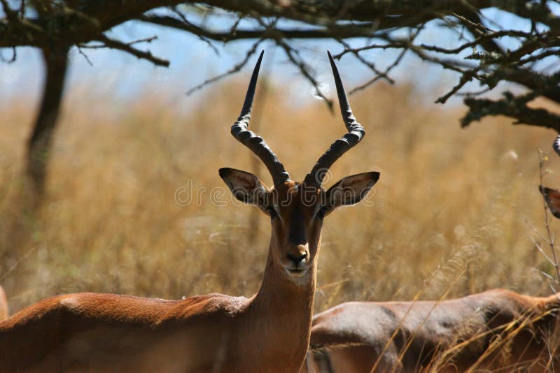 Impala Picture. Image: 1722497