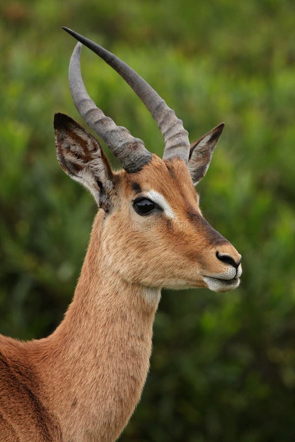 Male Impala Antelope stock photo. Image of savanna, park - 11241166
