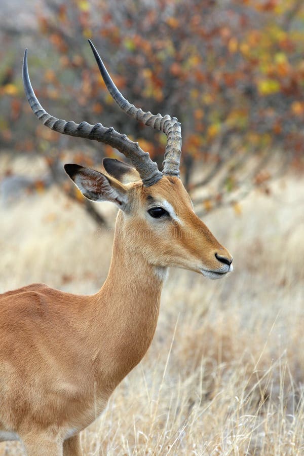 Male impala antelope stock photo. Image of african, male - 18652892