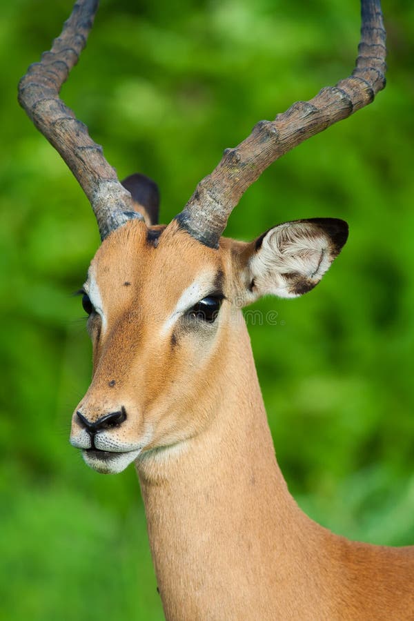 Male Impala stock photo. Image of beautiful, impala, horn - 70333684