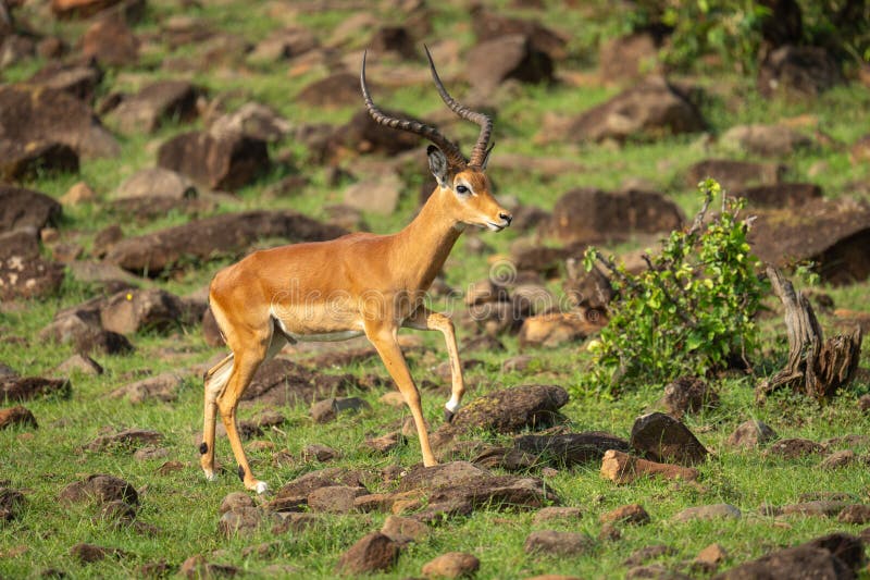 Male Impala Crossing Rocky Hillside Eyeing Camera Stock Image - Image ...