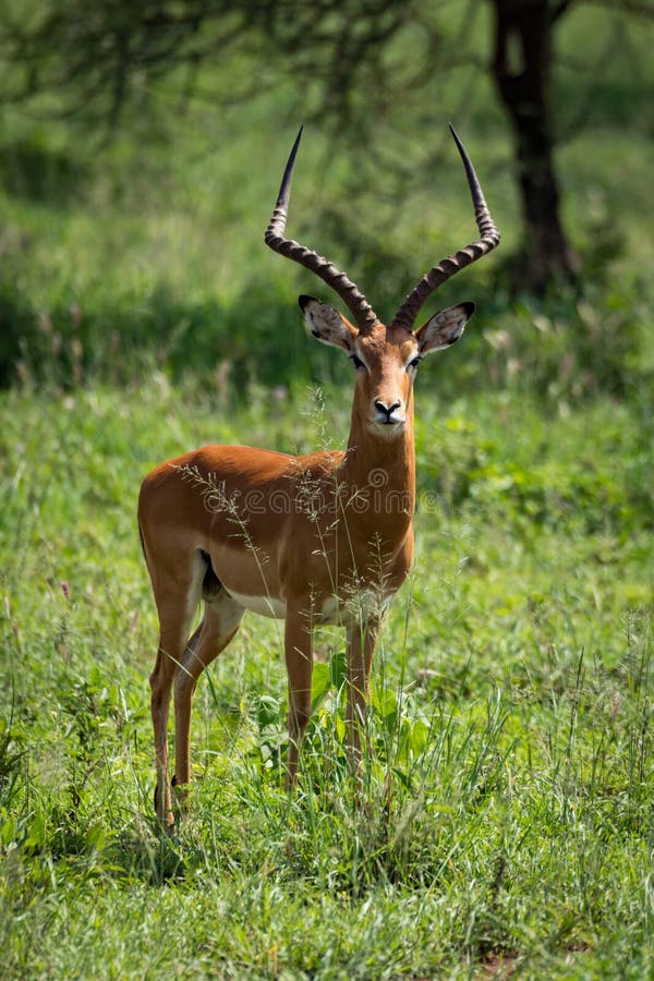 Male Impala Facing Camera in Grassy Meadow Stock Image - Image of ...
