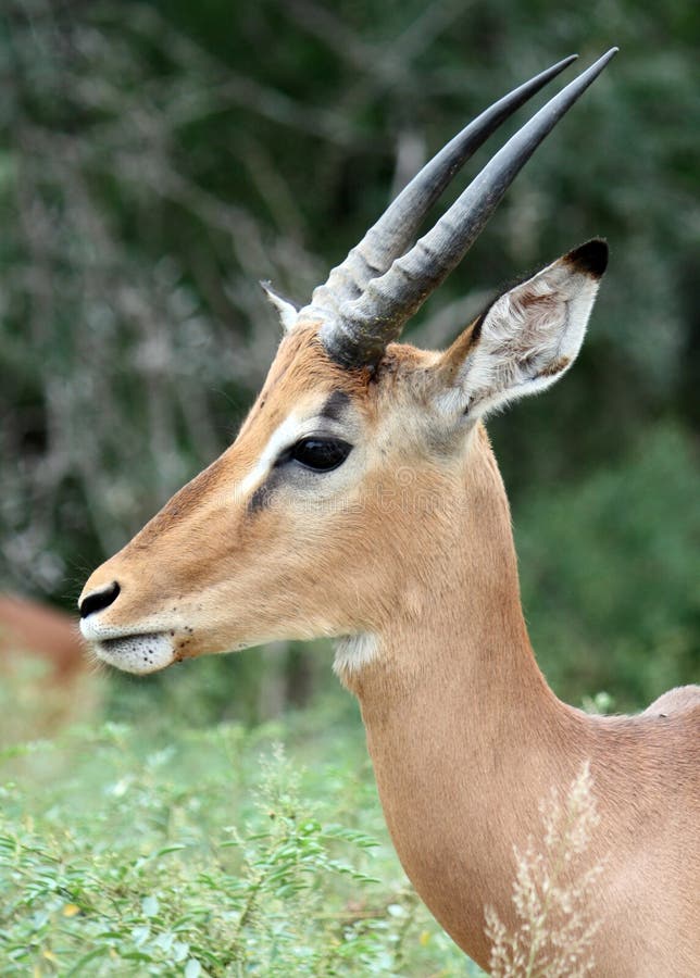 Male impala portrait stock photo. Image of impala, face - 8964540