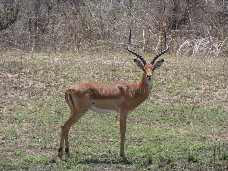 Male Impala Scanning for the Predators. Stock Photo - Image of ...