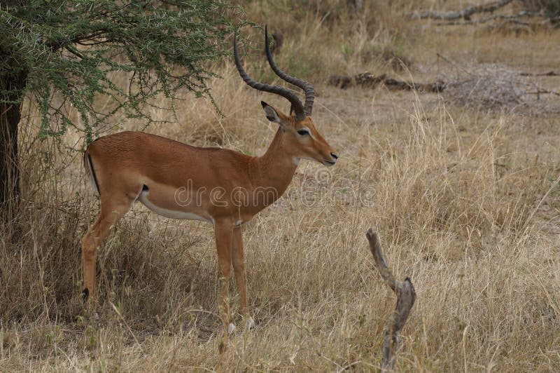 Male Impala Standing in Dry Grass Stock Photo - Image of animals ...
