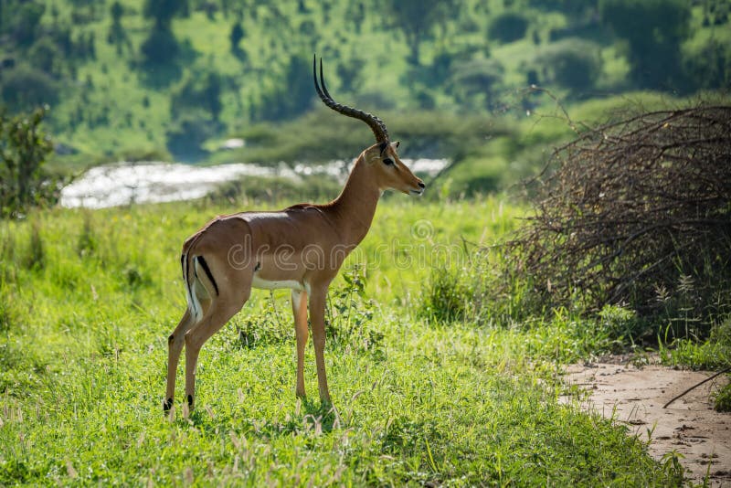 Male Impala Standing in Profile beside River Stock Image - Image of ...