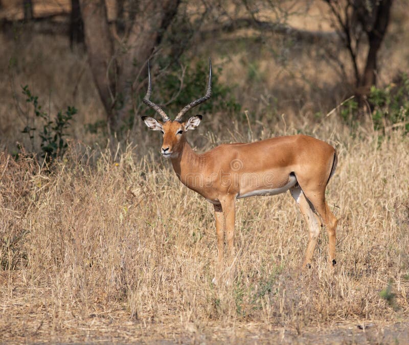 Impala stock image. Image of game, standing, safari - 157621859