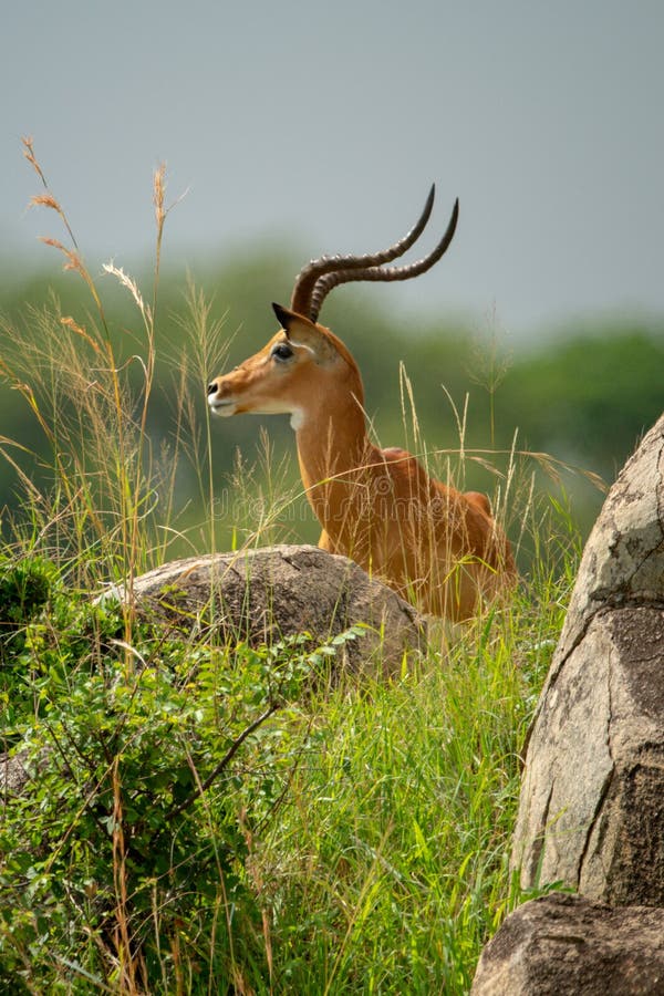 Impala ram in profile stock photo. Image of impala, african - 19333840