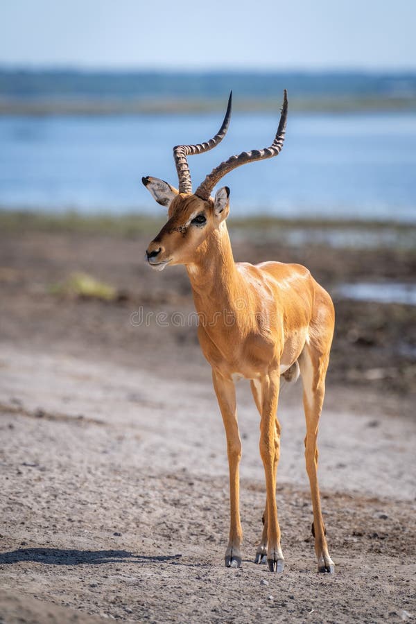 Male Impala Stands on Riverbank in Sunshine Stock Photo - Image of ...