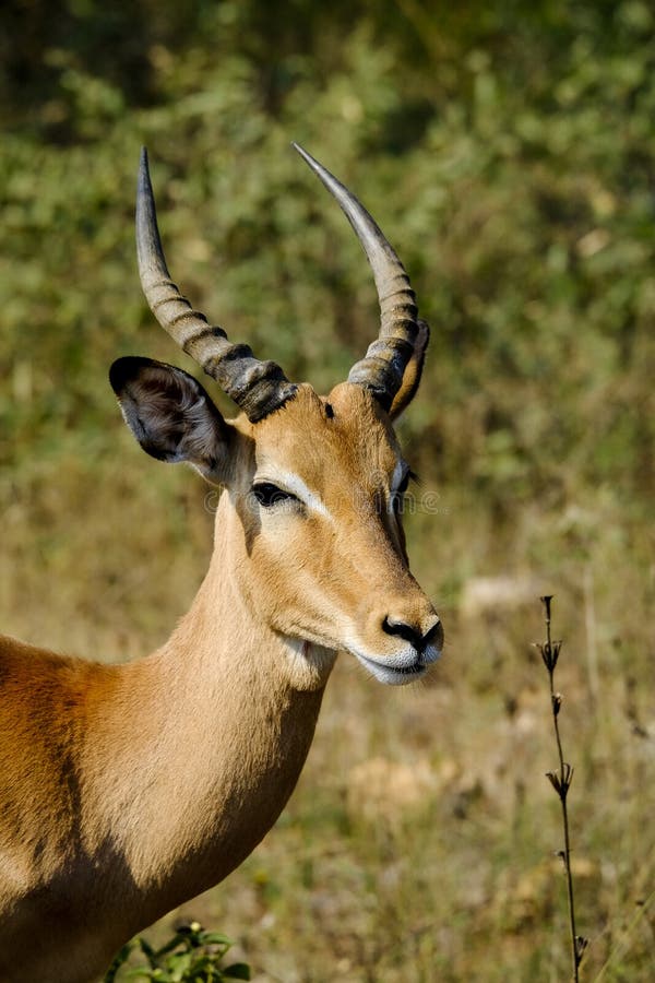 Male impala in the wild stock photo. Image of reserve - 143766034