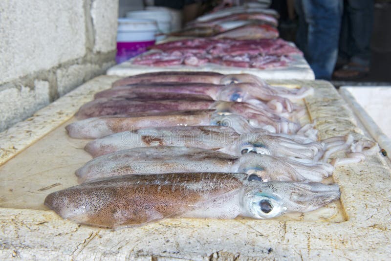 Male india fish market stock photo. Image of pattern - 52130316