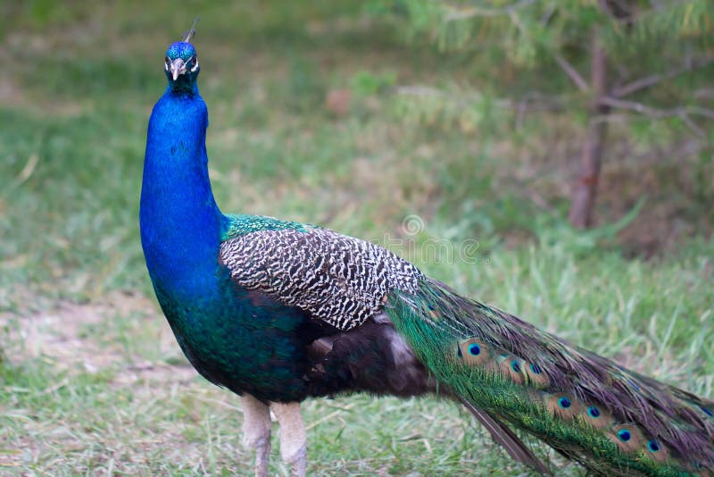 Male Indian Peafowl in the Forest Stock Photo - Image of animals ...