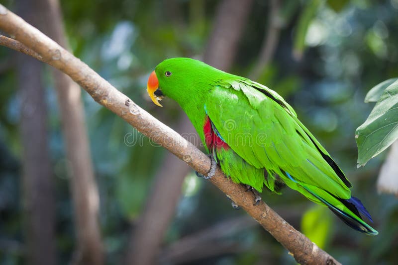 407 Indonesian Parrot Stock Photos - Free & Royalty-Free Stock Photos ...