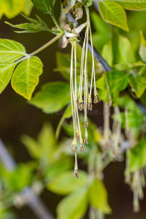 Male Inflorescence of Ash-leaved Maple Acer Negundo Stock Image - Image ...