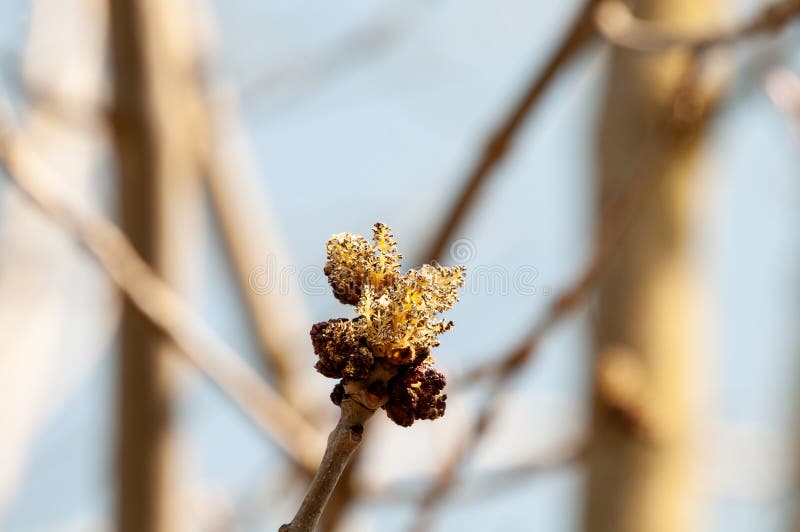 Male Inflorescence of an Ash Tree in Spring Stock Image - Image of ...