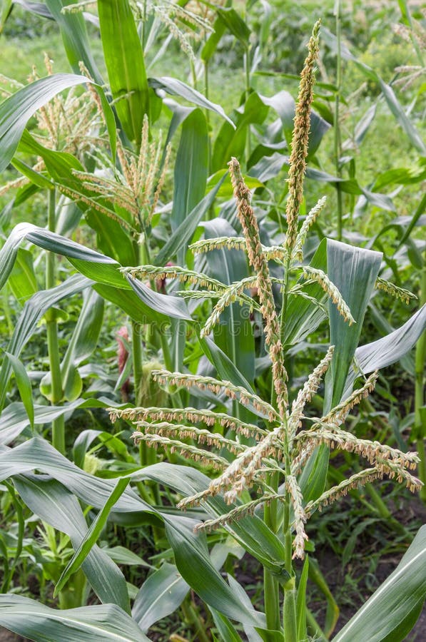 379 Inflorescence Maize Stock Photos - Free & Royalty-Free Stock Photos ...