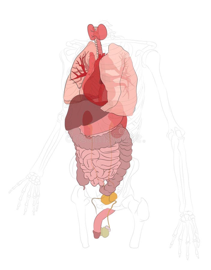 Human Organs stock vector. Illustration of educational - 15325656