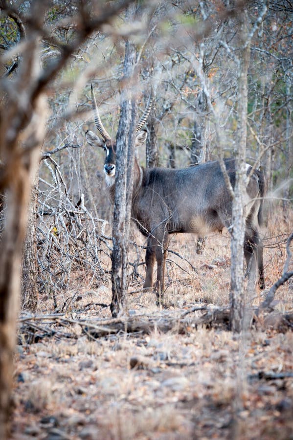 Male Inyala stock image. Image of africa, african, striped - 57039705