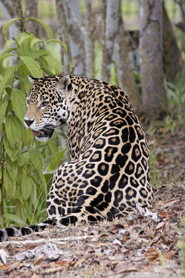 Male Jaguar in the Wild stock photo. Image of aggression - 61377310