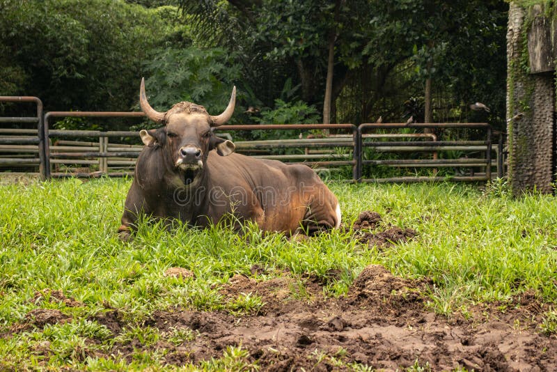 Male Java bull lying down stock image. Image of ungulate - 267718741