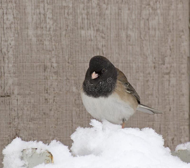 Male Junco Bird Against Wood Stock Image - Image of darkeyed, brown ...