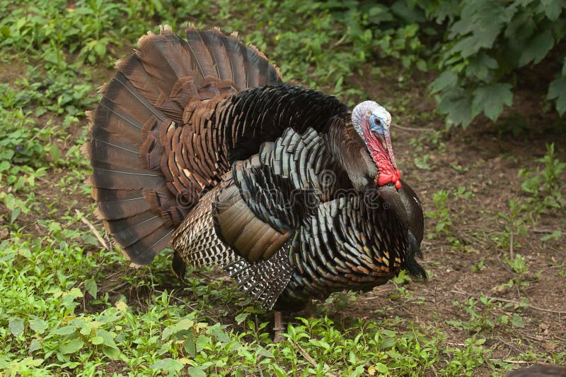 586 Ful Kalkon Foton - Gratis och royaltyfria stockfoton från Dreamstime