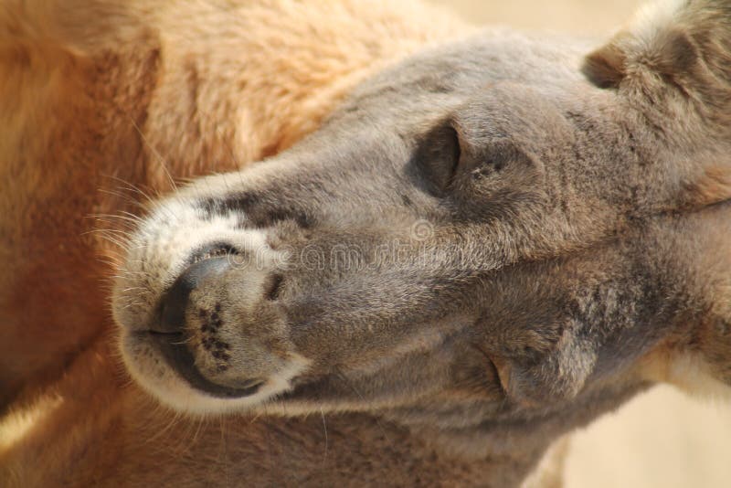 Male Kangaroo Face stock photo. Image of marsupial, kangaroo - 32133402