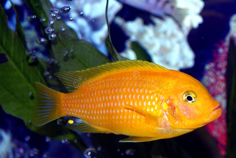 Male Kenyi, Tropical Fish stock photo. Image of freshwater - 526670