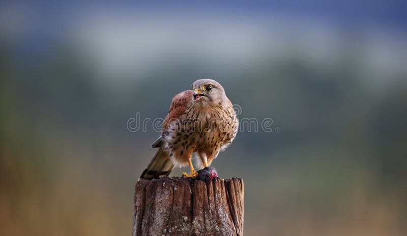 Male Kestrel on a Post on the Farm Stock Photo - Image of male, flower: 293163194