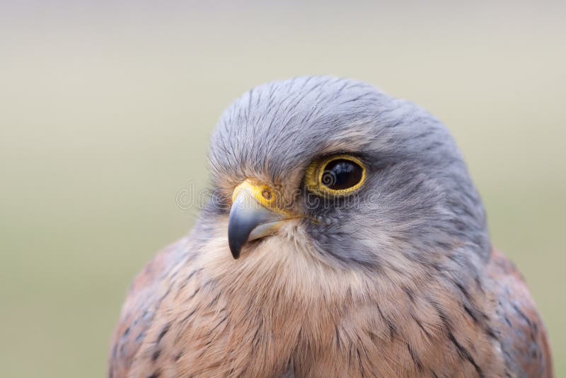 Male kestrel portrait stock image. Image of head, hunter - 24805935