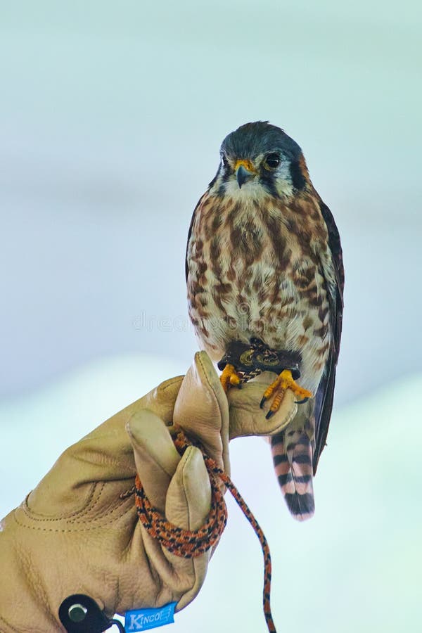 Male Kestrel Raptor Tamed and on Hand of Trainer Stock Photo - Image of ...