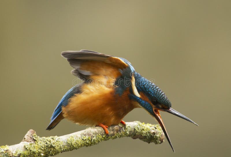 Common Kingfisher,Alcedo Atthis Stock Photo - Image of feather, bright ...