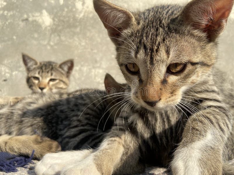 Male kitten cat stock photo. Image of wildlife, kitten - 215758332