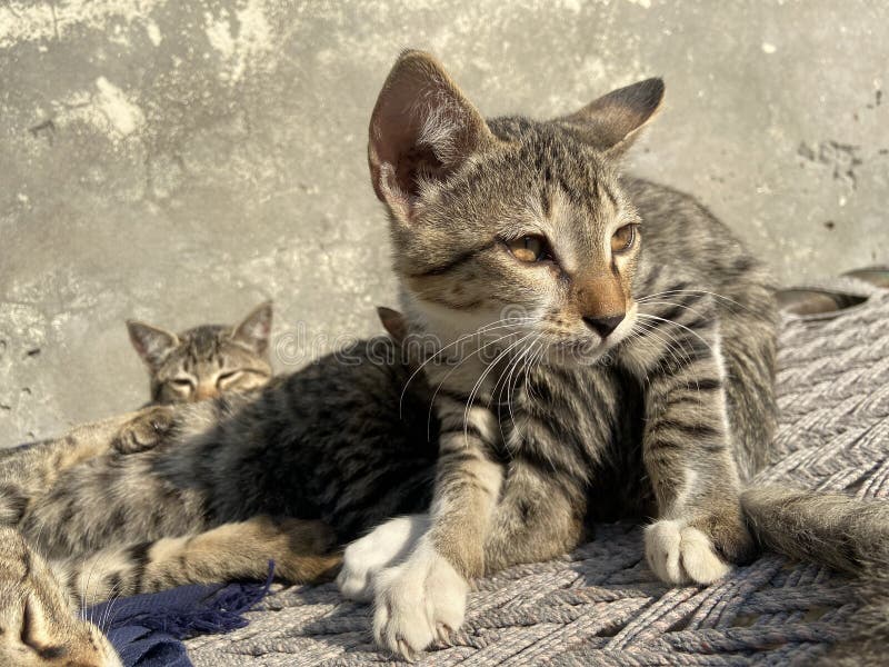 Male kitten cat stock image. Image of whiskers, mammal - 215758339