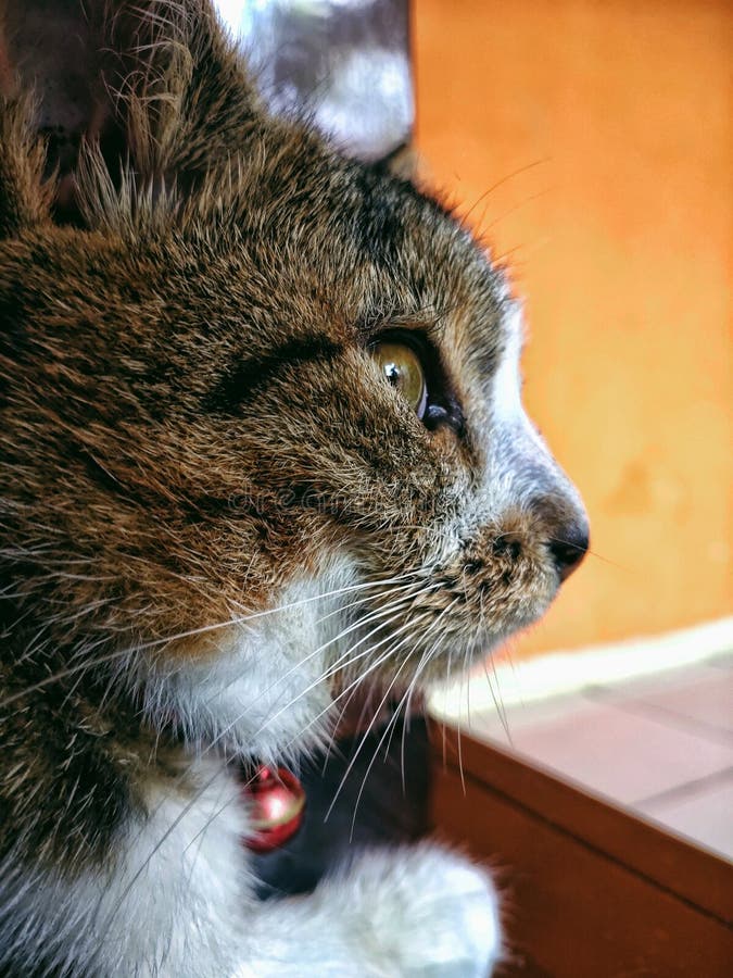 Male Kitten stock image. Image of wildcat, mammal, carnivore - 270661513