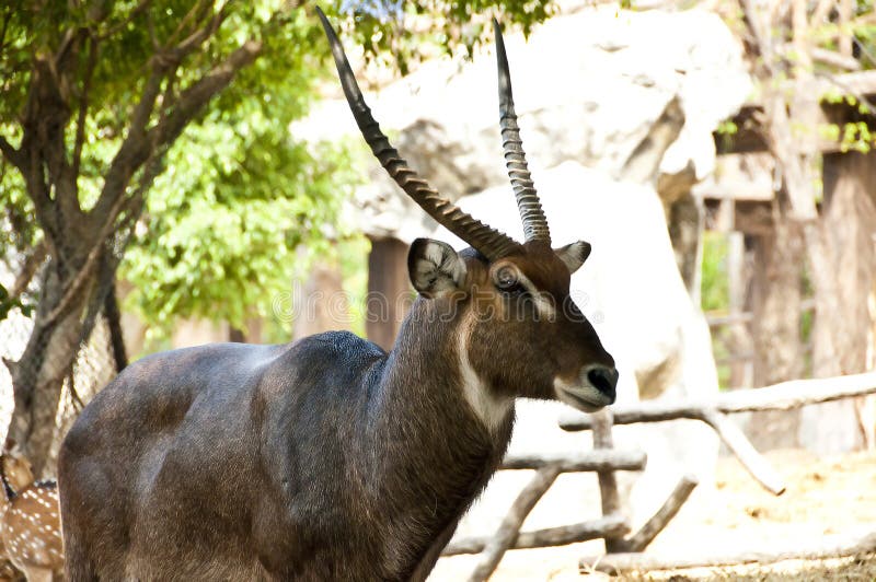 Male Kobus. stock image. Image of ecology, nature, natural - 31522393