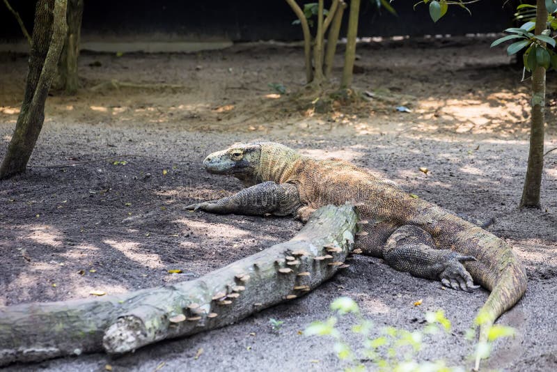 Male Komodo Dragon Varanus Comodensis Stock Photos - Free & Royalty ...
