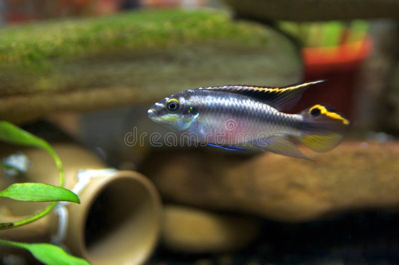 Male Kribensis Cichlid stock image. Image of blue, cichlid - 13447909