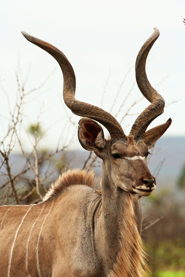 69+ Male kudu Free Stock Photos - StockFreeImages