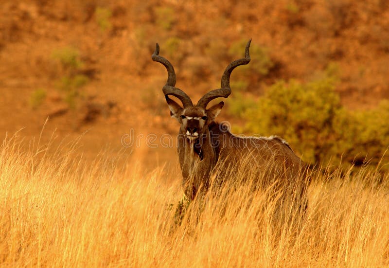 Male Kudu stock image. Image of wildlife, game, africa - 535769