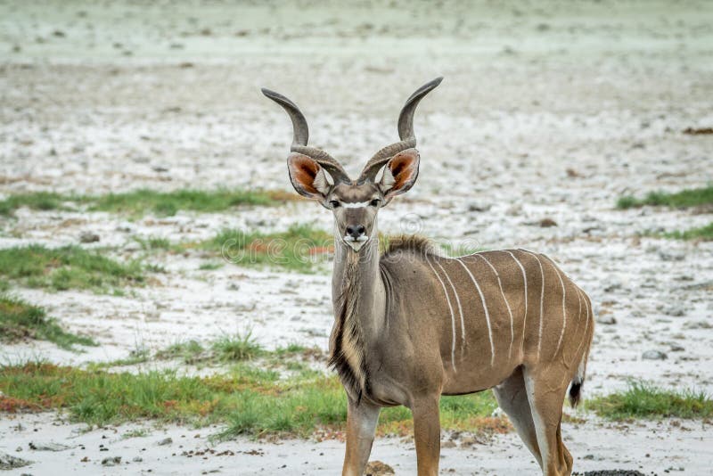 A ram with nice horns stock photo. Image of dutch, long - 16013472