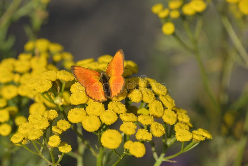 Male Large copper stock image. Image of genus, natural - 159604151