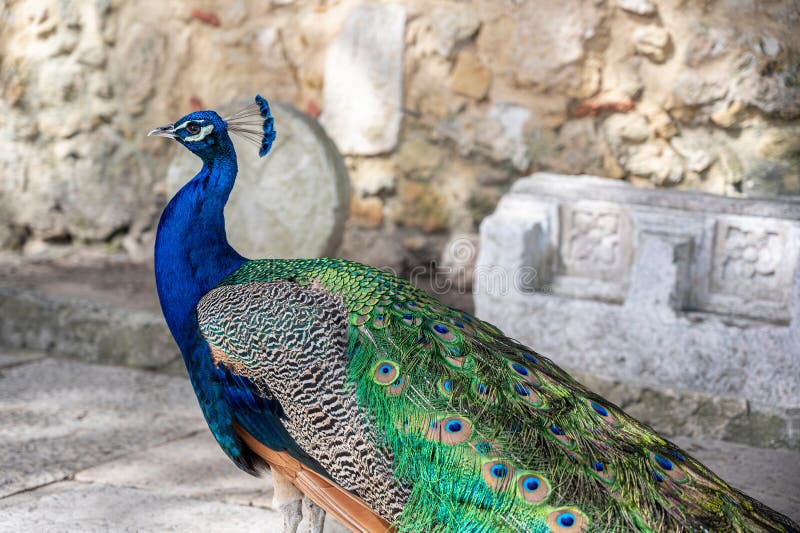 Male Large Peacock in Lisbon Stock Photo - Image of bird, majestic ...