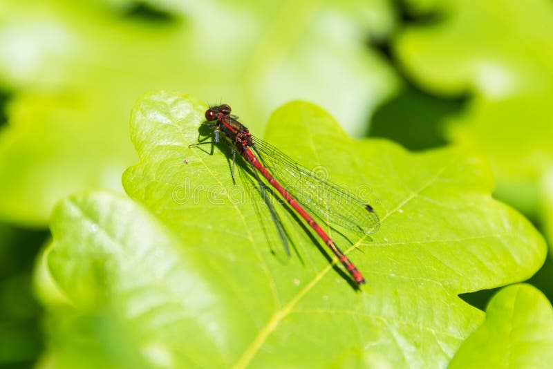 Male Large Red Damselfly stock photo. Image of nature - 92829574