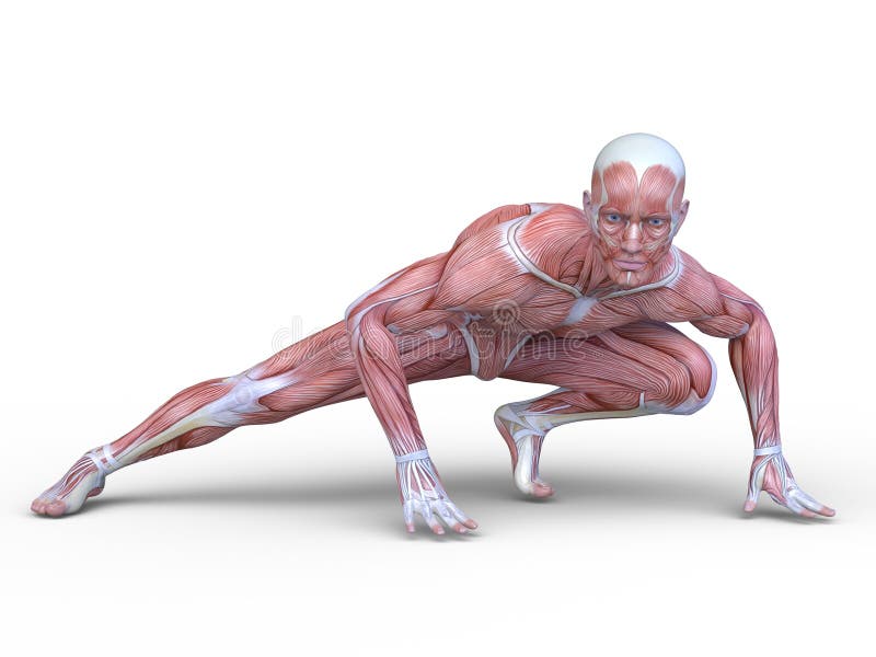 Male lay figure stock illustration. Illustration of science - 20633839